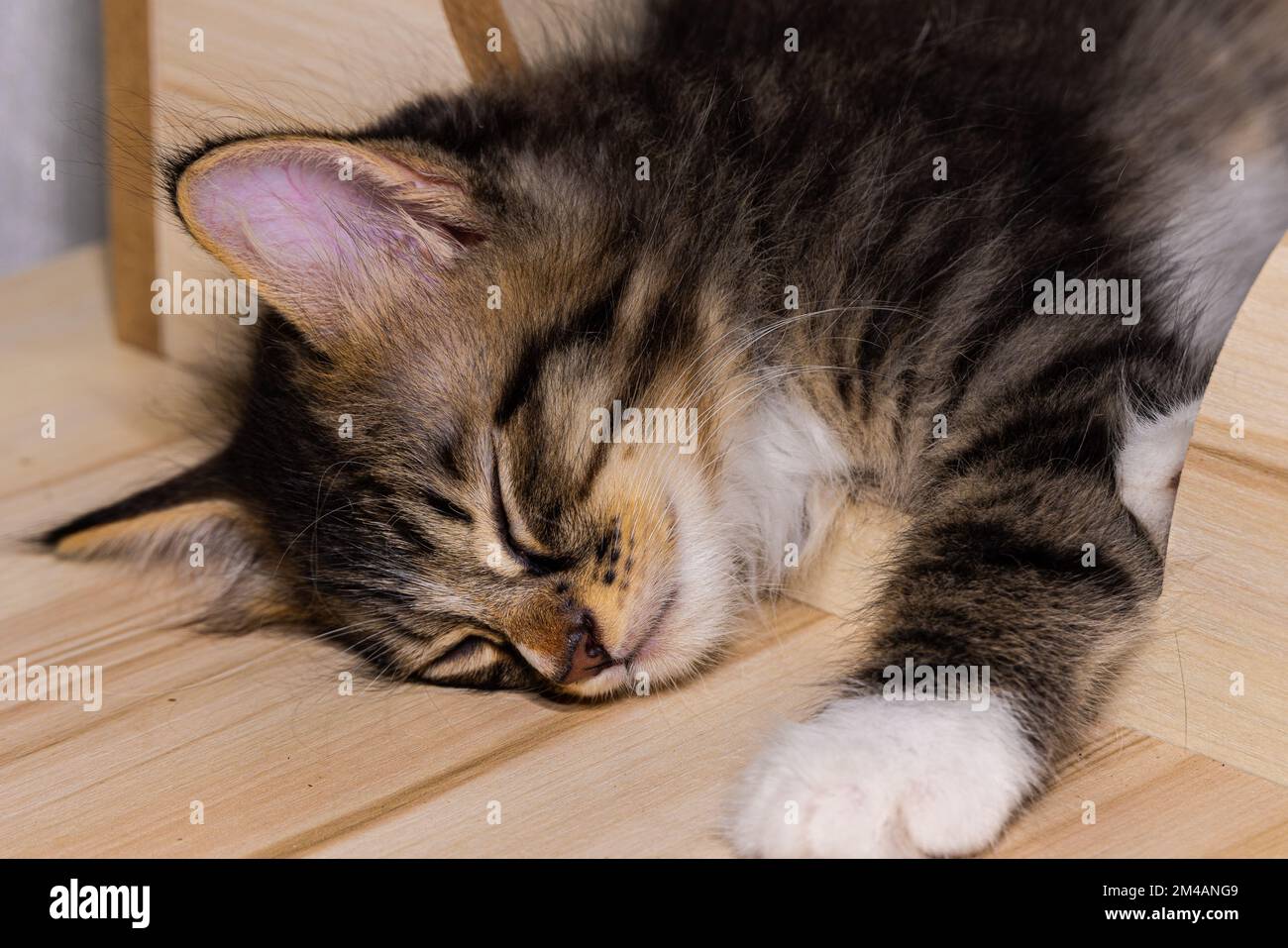 Cat In Costume Falling Over