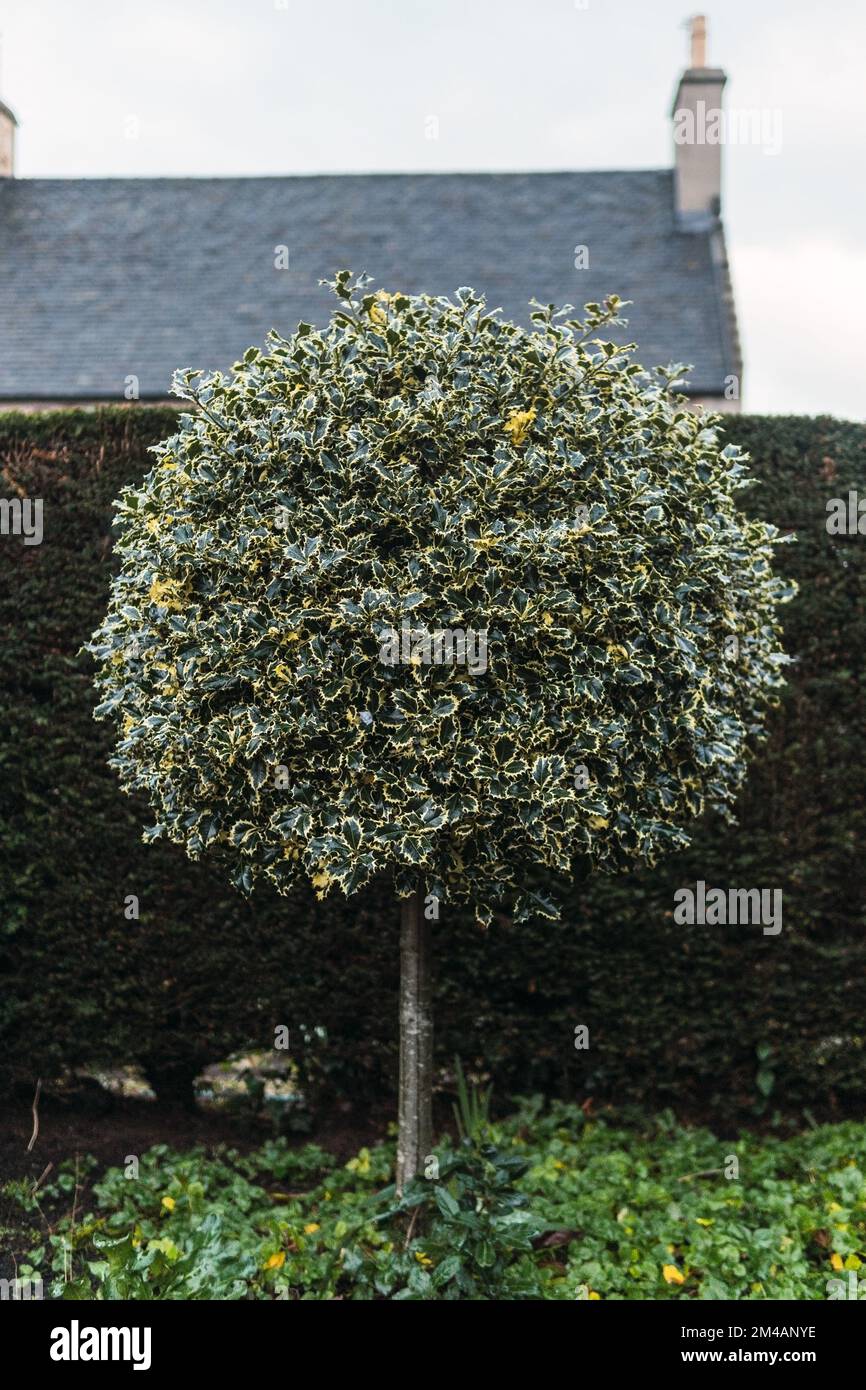Lush tree with sphere shaped foliage growing near green hedge in yard ...