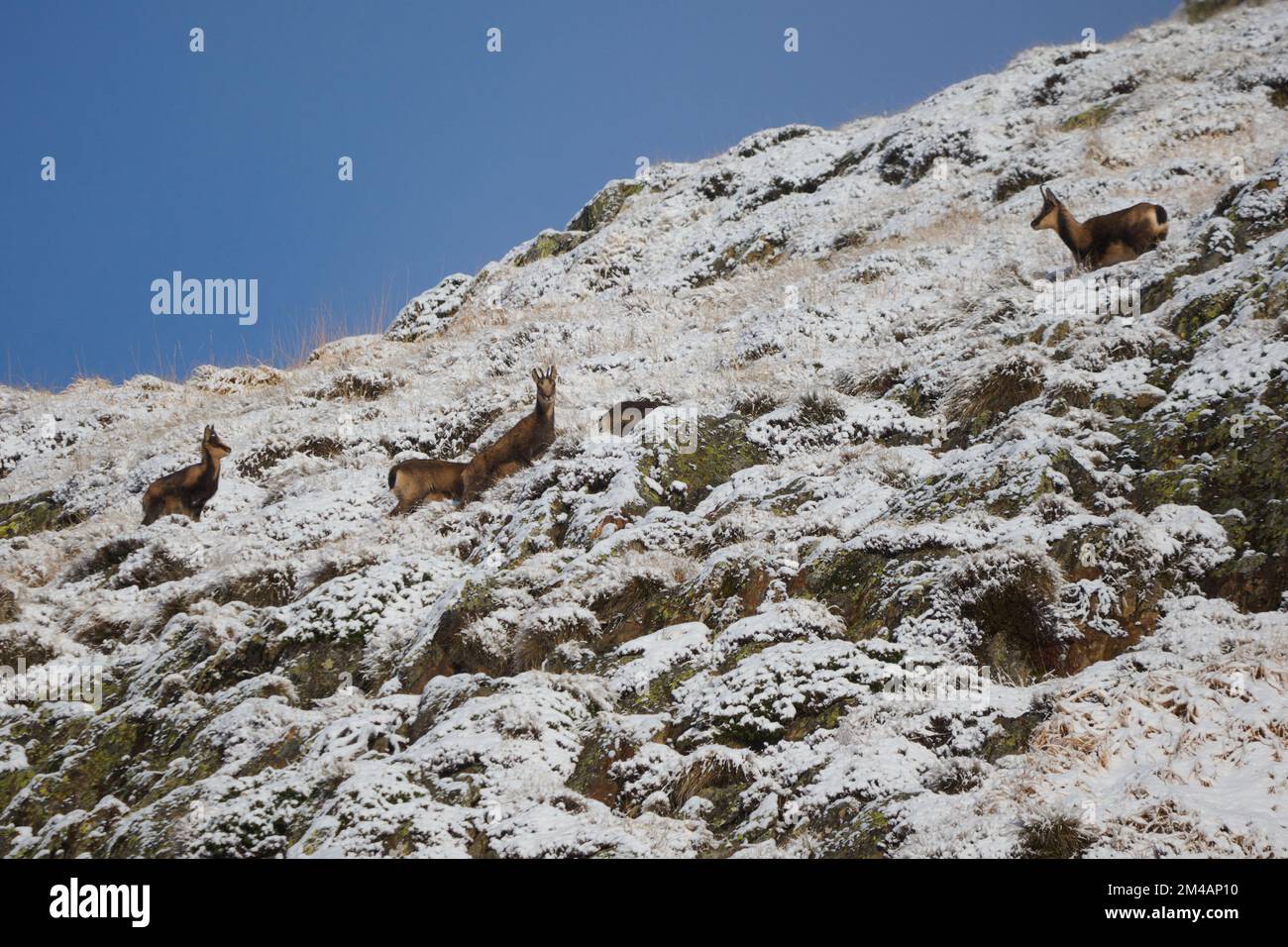 Chamois climbing snowy slope of mountain against blue sky on cold ...