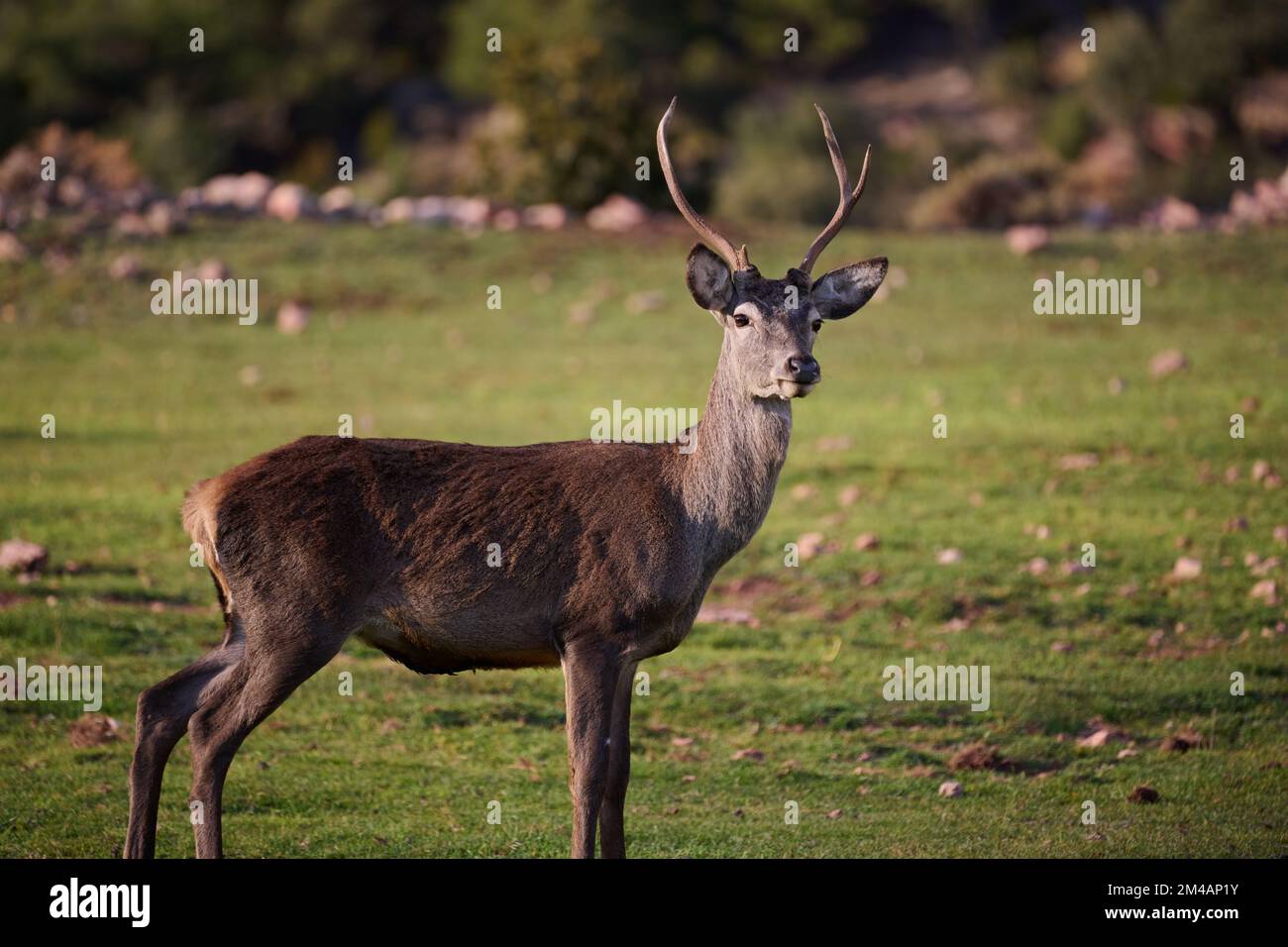 Wild deer with antlers looking away while grazing on grassy slope of ...