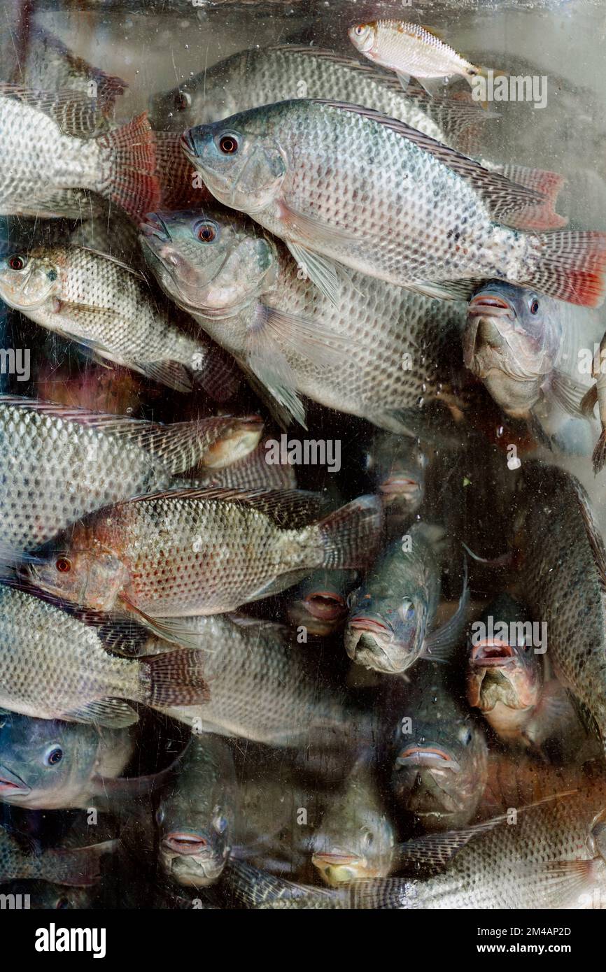 Group of tilapia fish swimming behind glass of water tank on seafood ...
