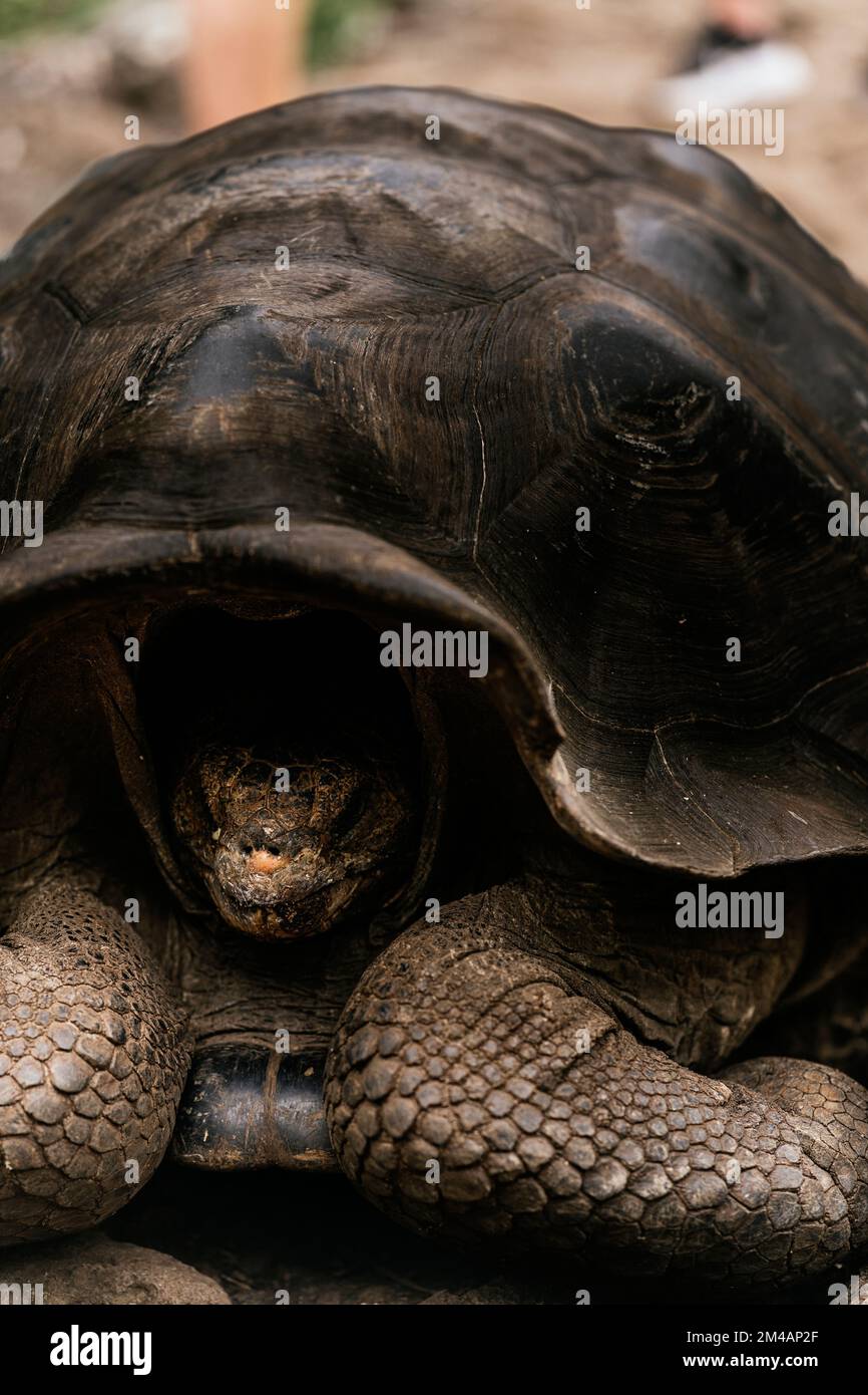 Galapagos giant tortoise hiding head in shell while lying on ground in ...