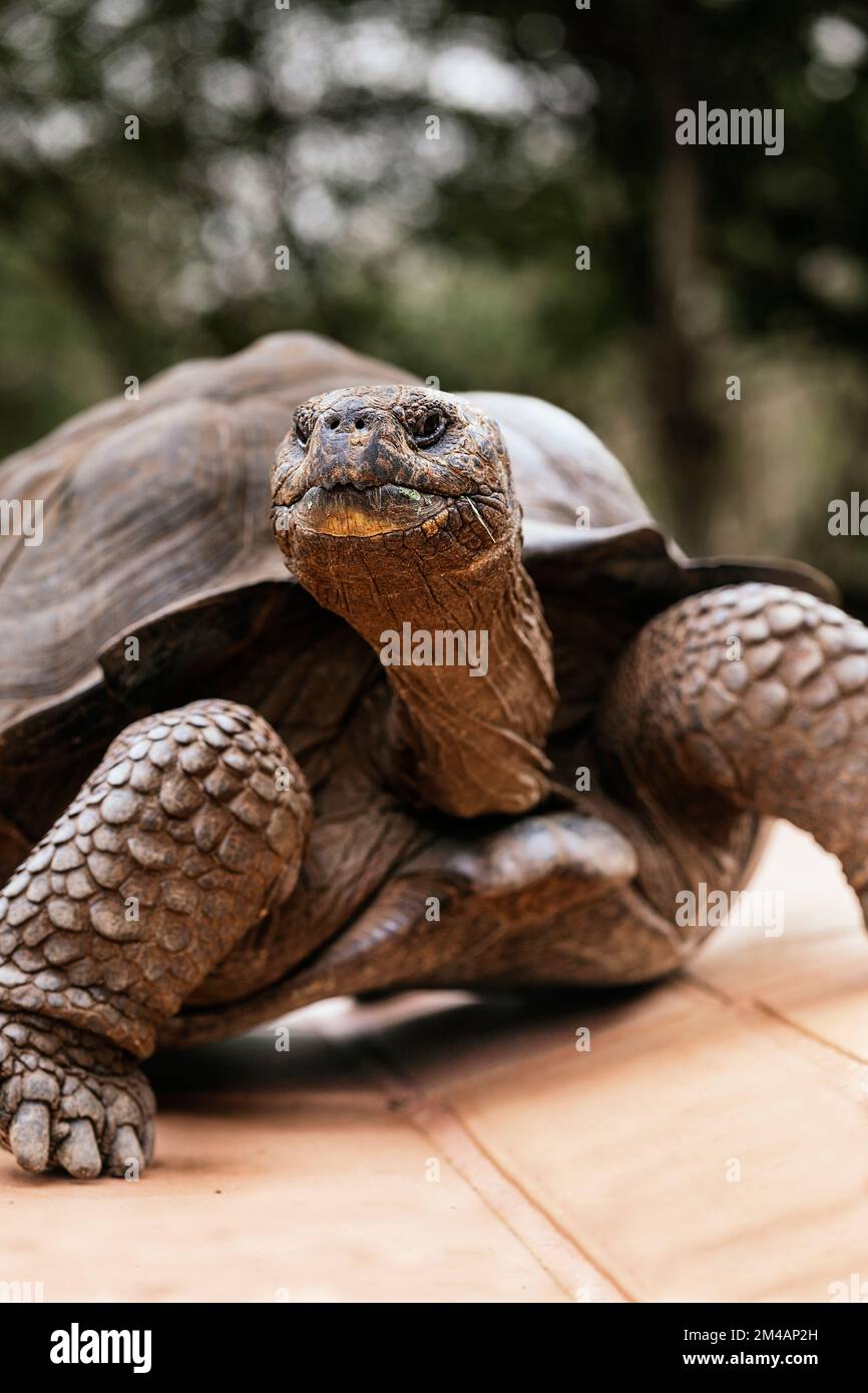 Galapagos giant tortoise hiding head in shell while lying on ground in ...
