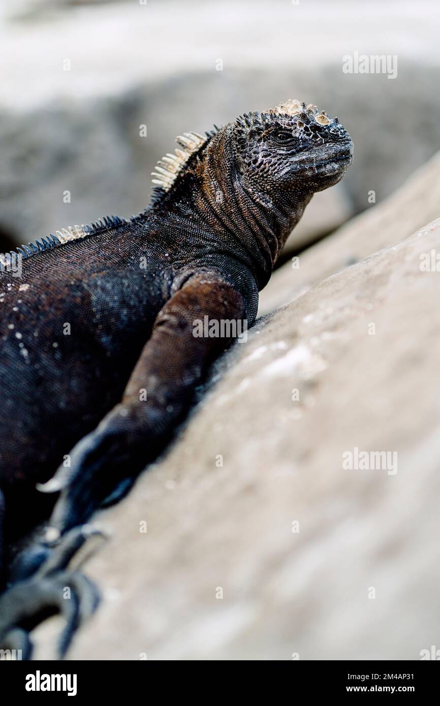 Black Galapagos marine iguana lying on rough stone block on seashore in ...