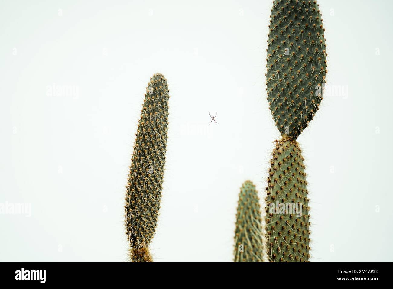 Low angle of tiny spider hanging on invisible silk amidst prickly green ...