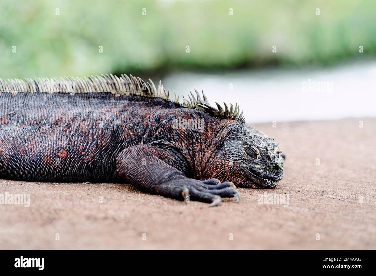 Black Galapagos marine iguana lying on rough stone block on seashore in ...