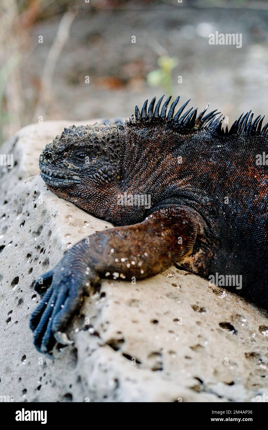 Black Galapagos marine iguana lying on rough stone block on seashore in ...
