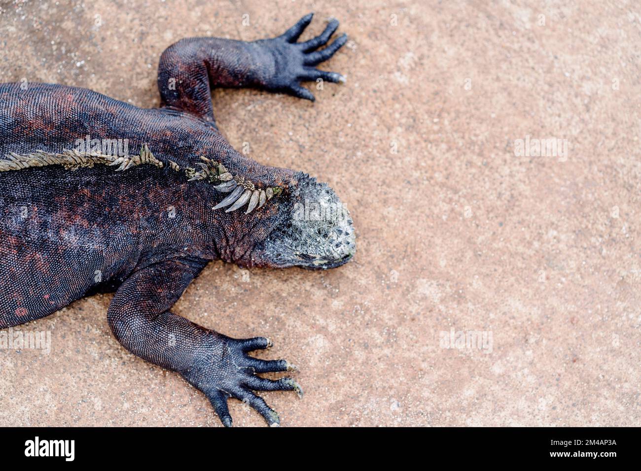Black Galapagos marine iguana lying on rough stone block on seashore in ...