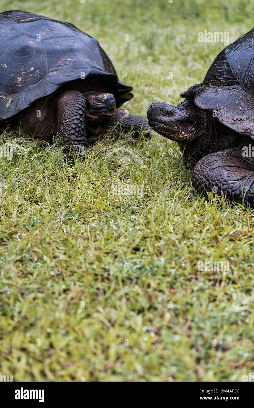 Giant tortoises black hi-res stock photography and images - Alamy