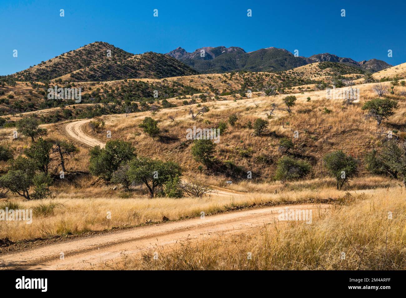 Santa Rita Mountains, over Ophir Gulch, view from FS 163 road, Coronado ...