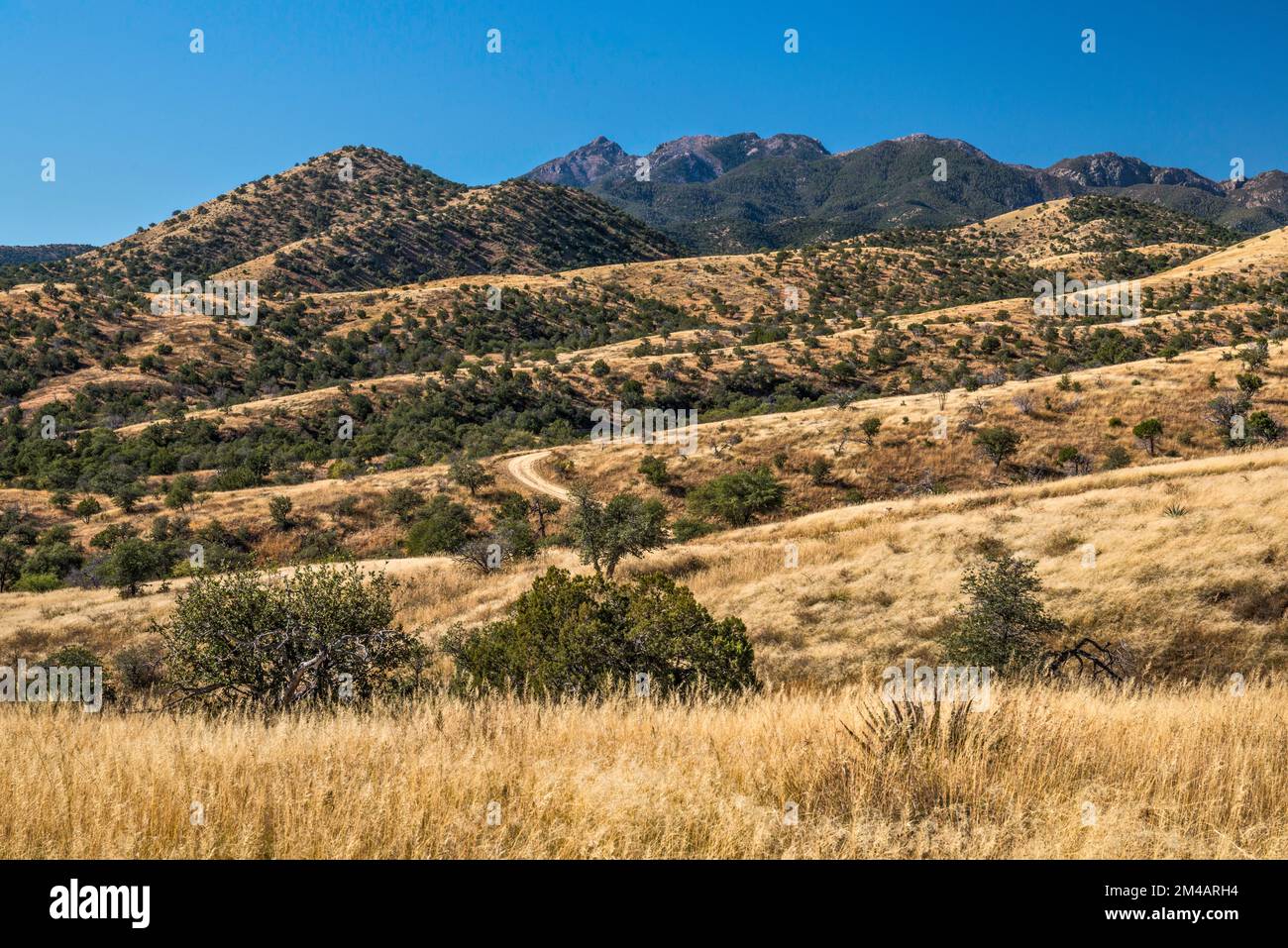 Santa Rita Mountains, over Ophir Gulch, view from FS 163 road, Coronado ...