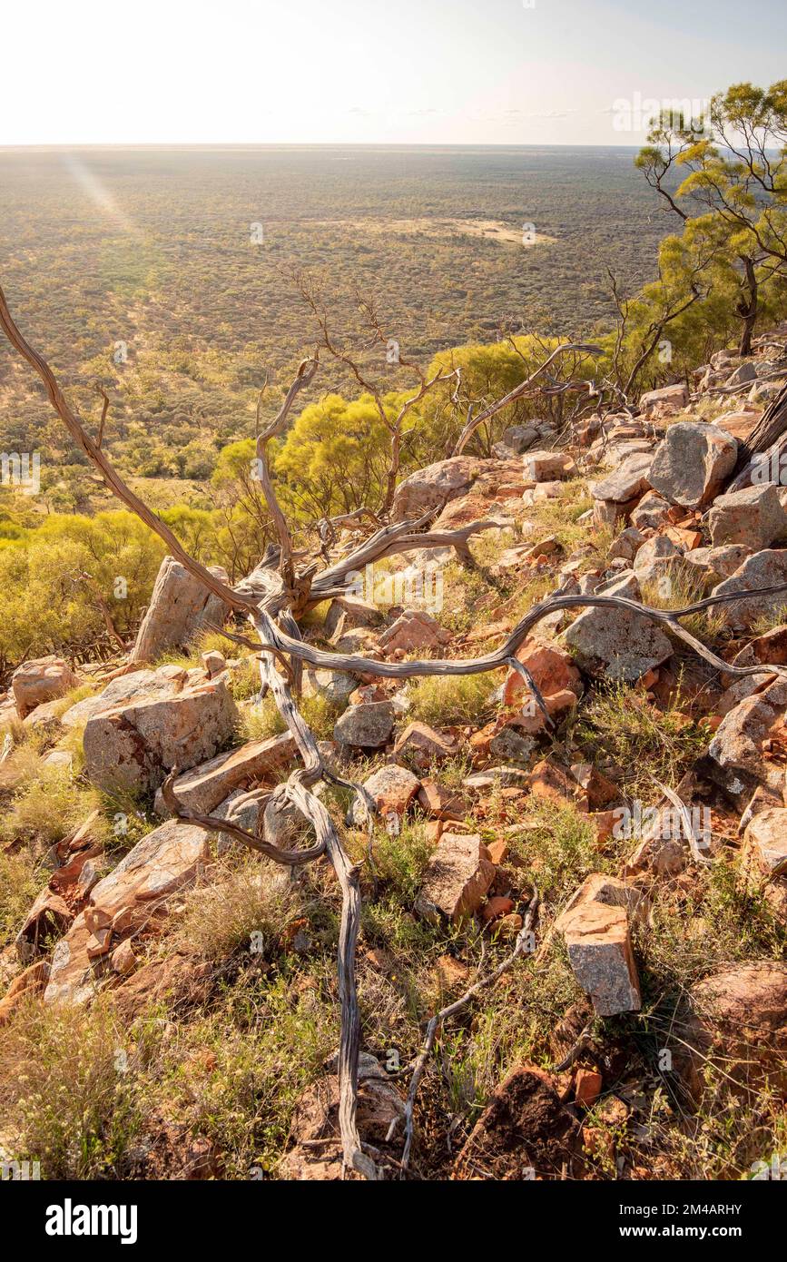 A fallen dead Desert Bloodwood tree (Corymbia terminalis) clings to the ...
