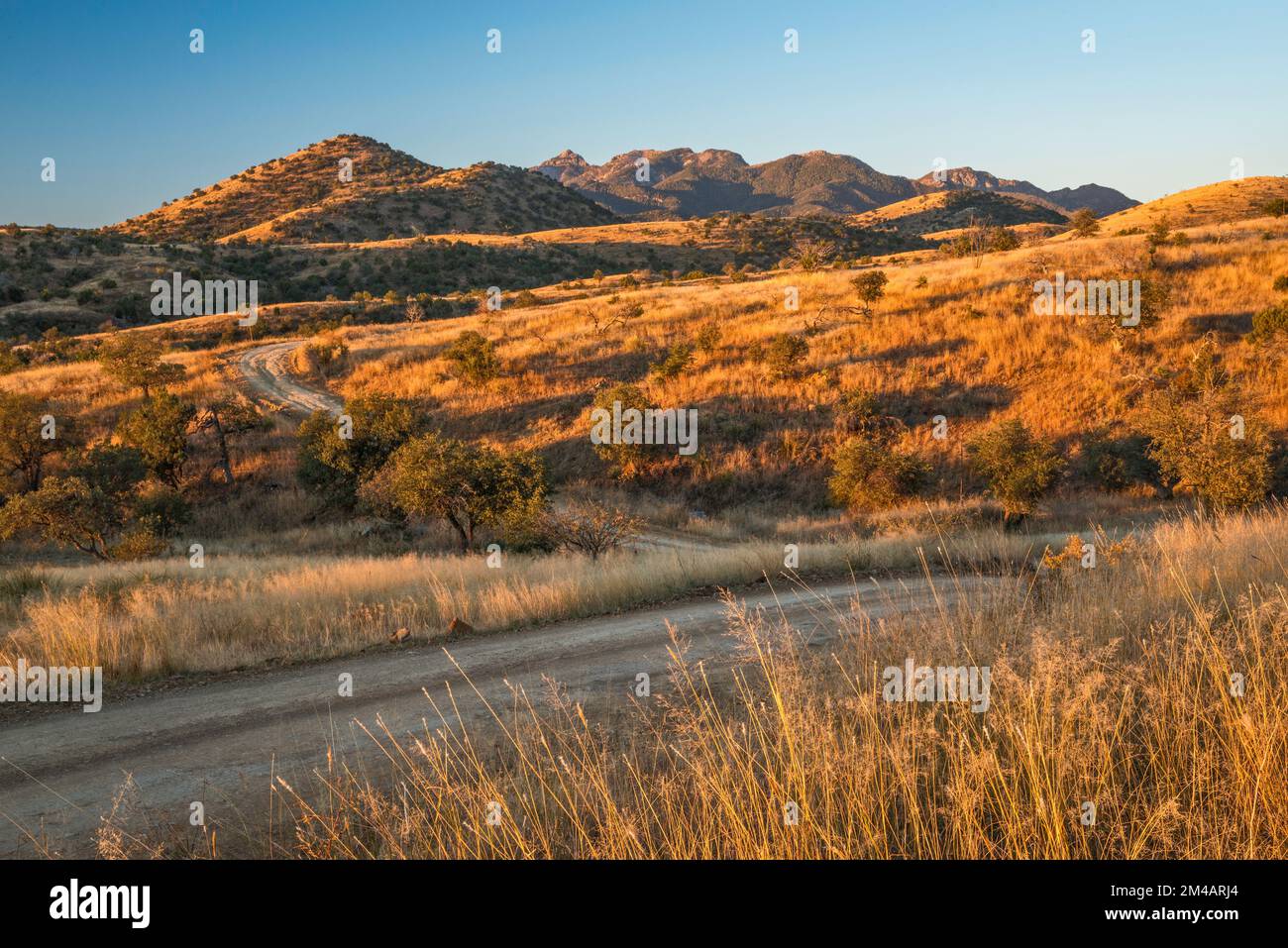 Santa Rita Mountains, sunrise, over Ophir Gulch, view from FS 163 road ...