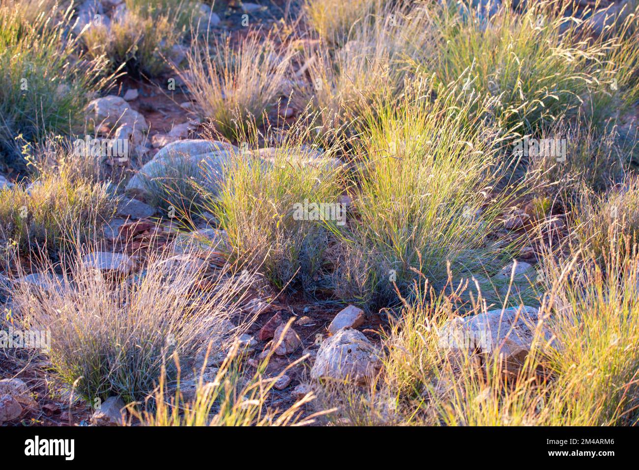 Warm season australian perennials hi-res stock photography and images ...