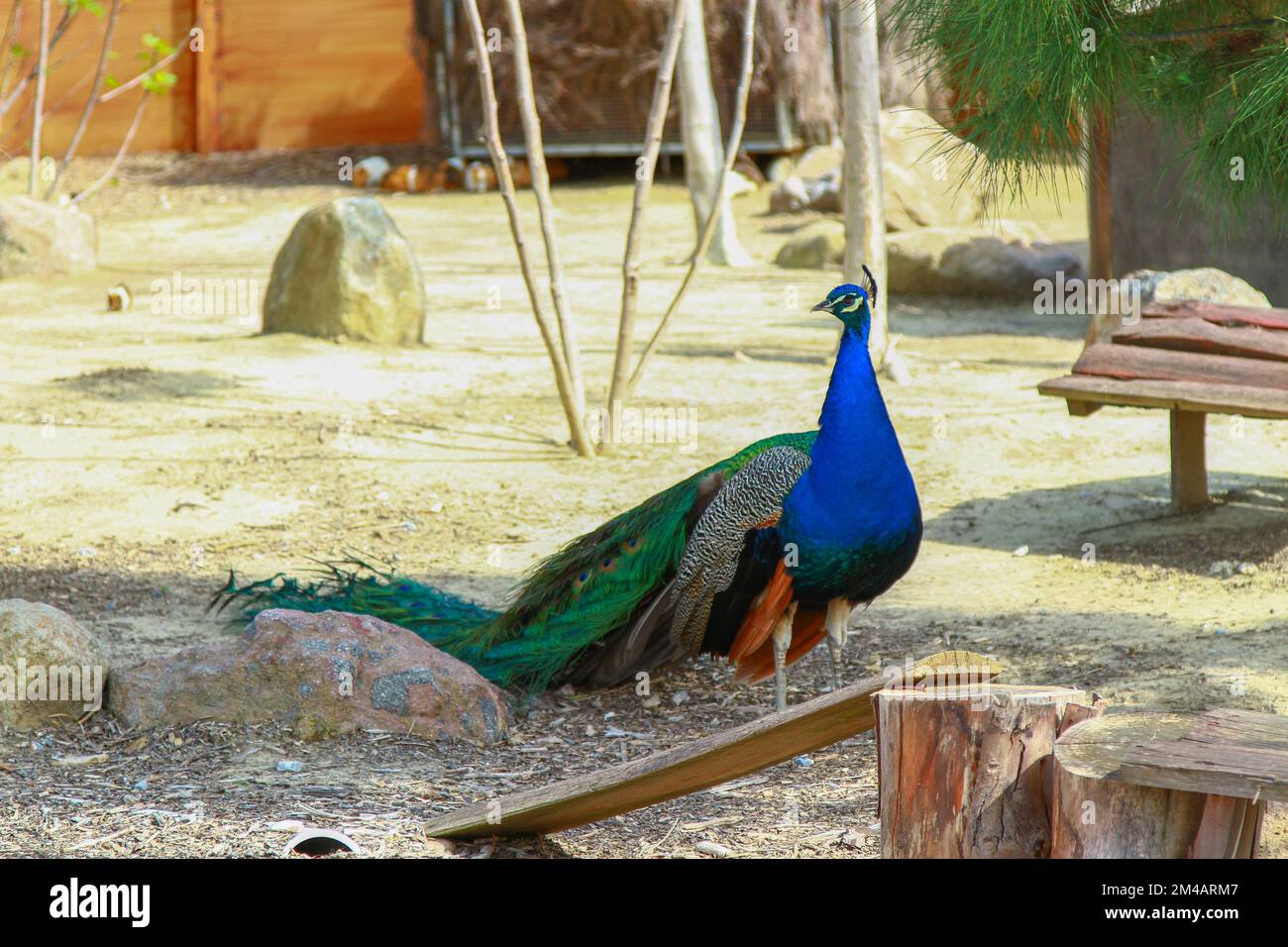 Tavus kusu hi-res stock photography and images - Alamy
