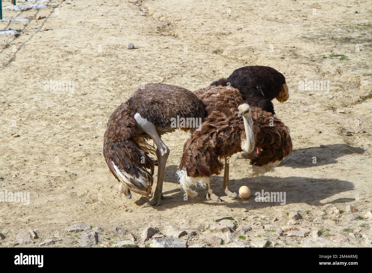Cartoon turkey bird portrait hi-res stock photography and images - Alamy