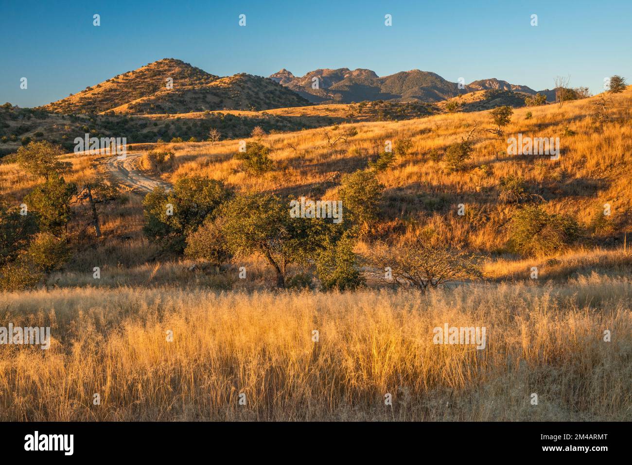 Santa Rita Mountains, sunrise, over Ophir Gulch, view from FS 163 road ...
