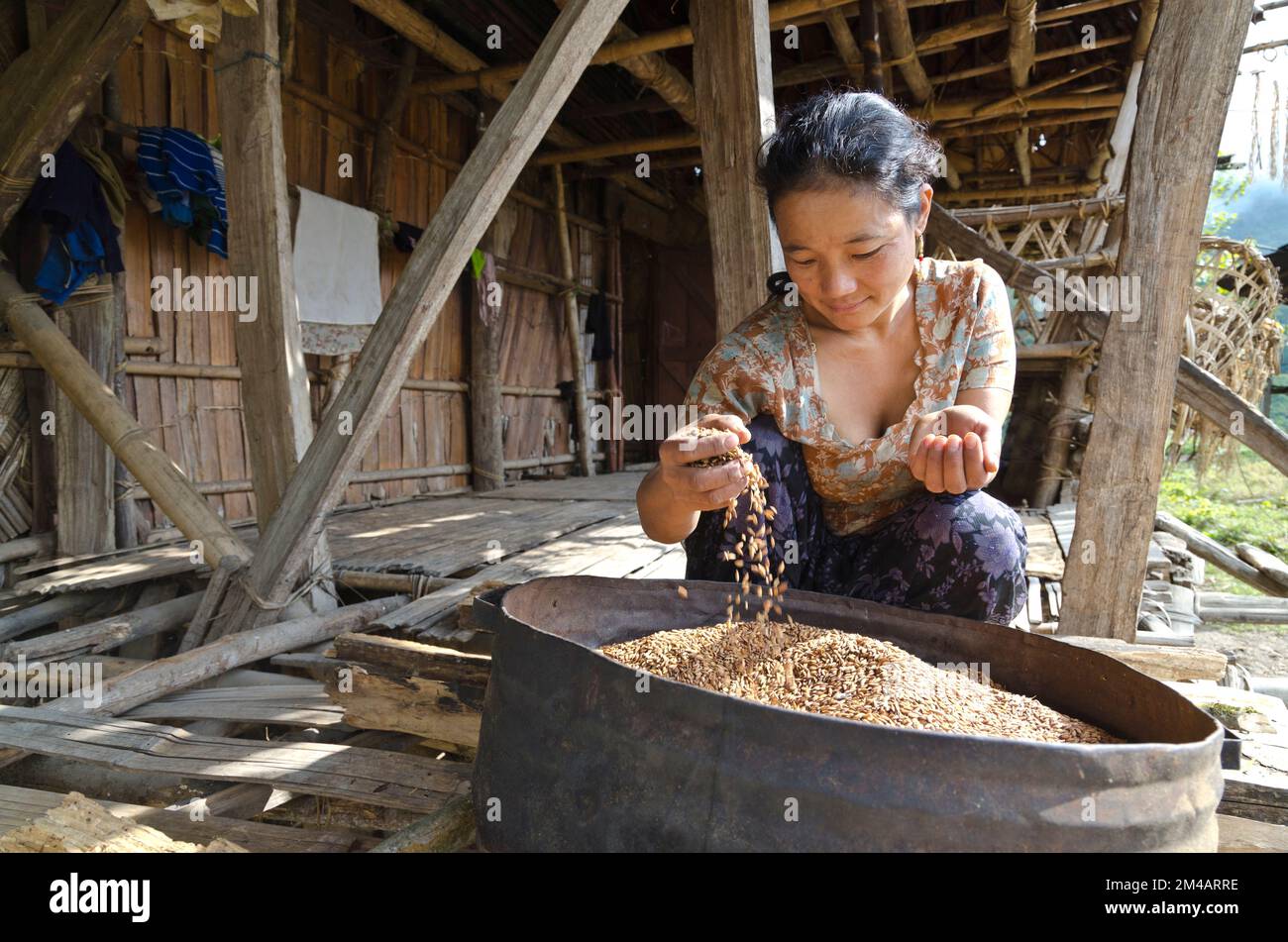 Women of the Nishi-Tribe is cleaning the crops in the traditional way ...