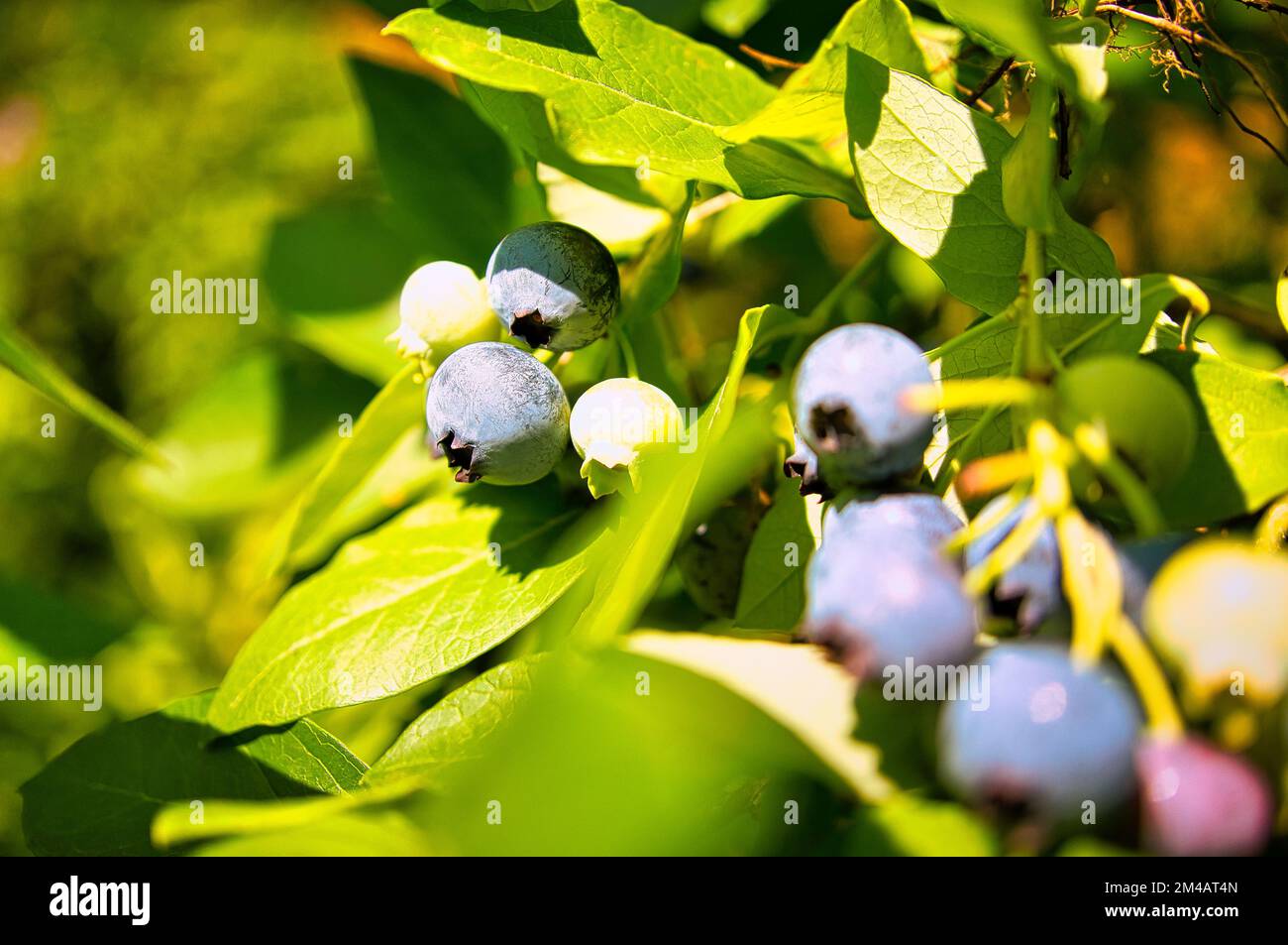 Blueberry on the bush, purple blue fruit. Fruit with green leaves ...