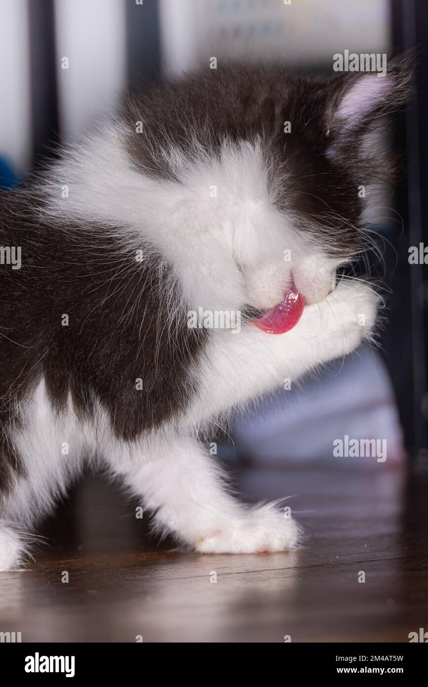 Small young kitten cleaning her paw. Baby cat close up. Adorable baby ...