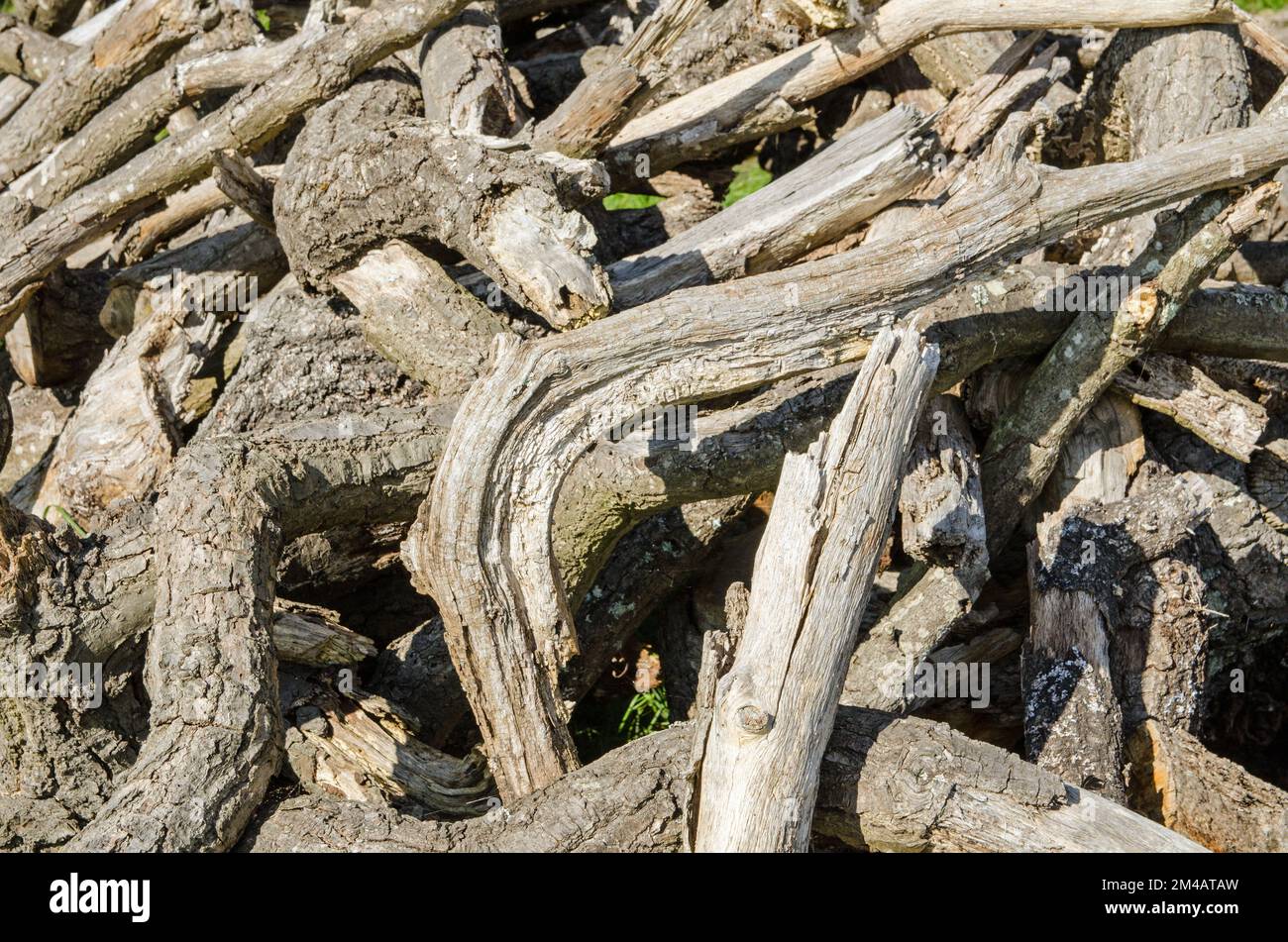 A pile of decaying old oak tree branches viewed in close up in the ...