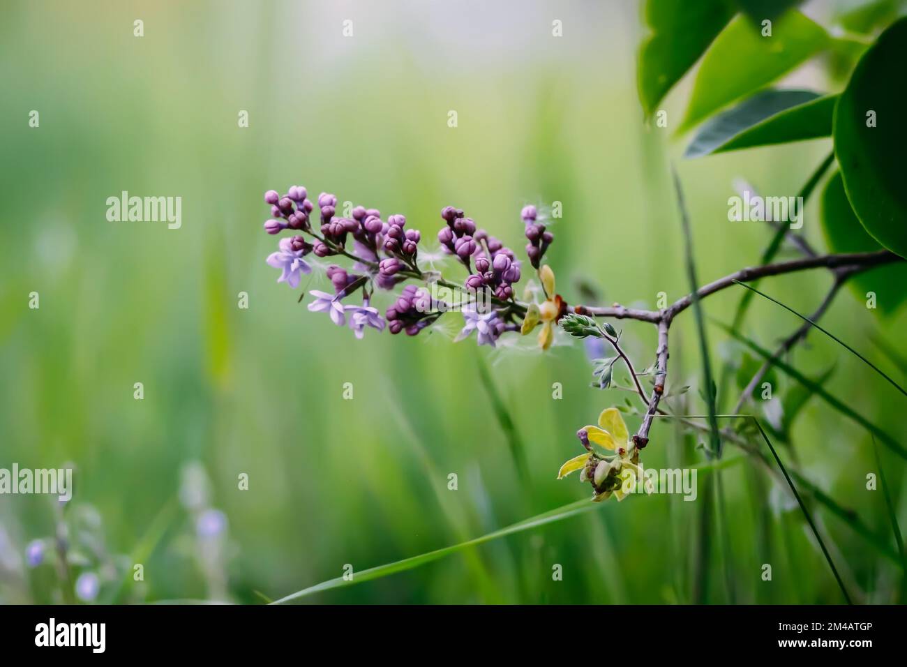 Lilac flowers. Syringa vulgaris plant in flowering season Stock Photo ...