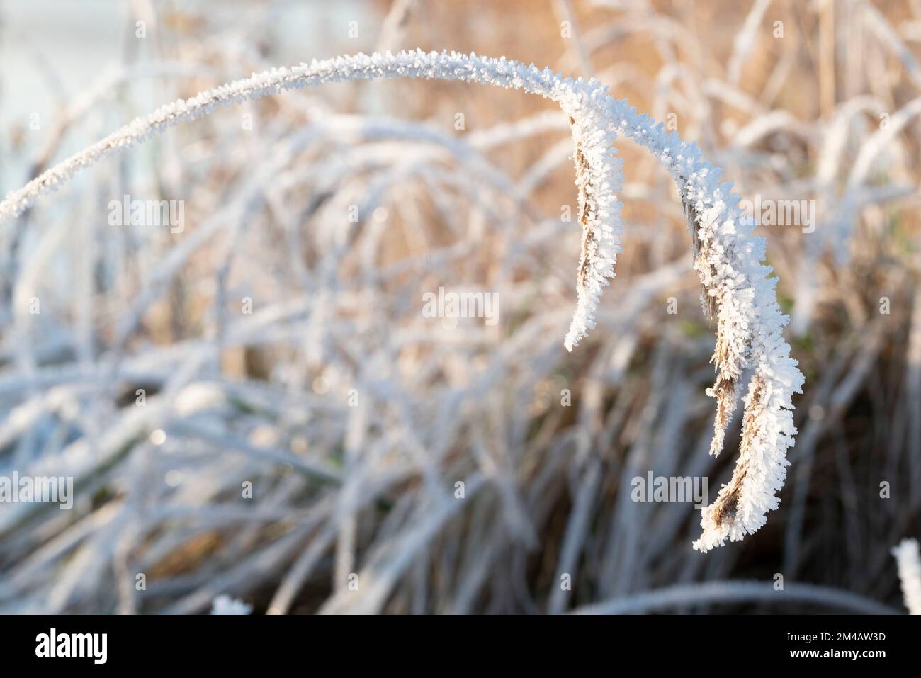 A close up of the hoarfrost on wetland reed grass Stock Photo - Alamy