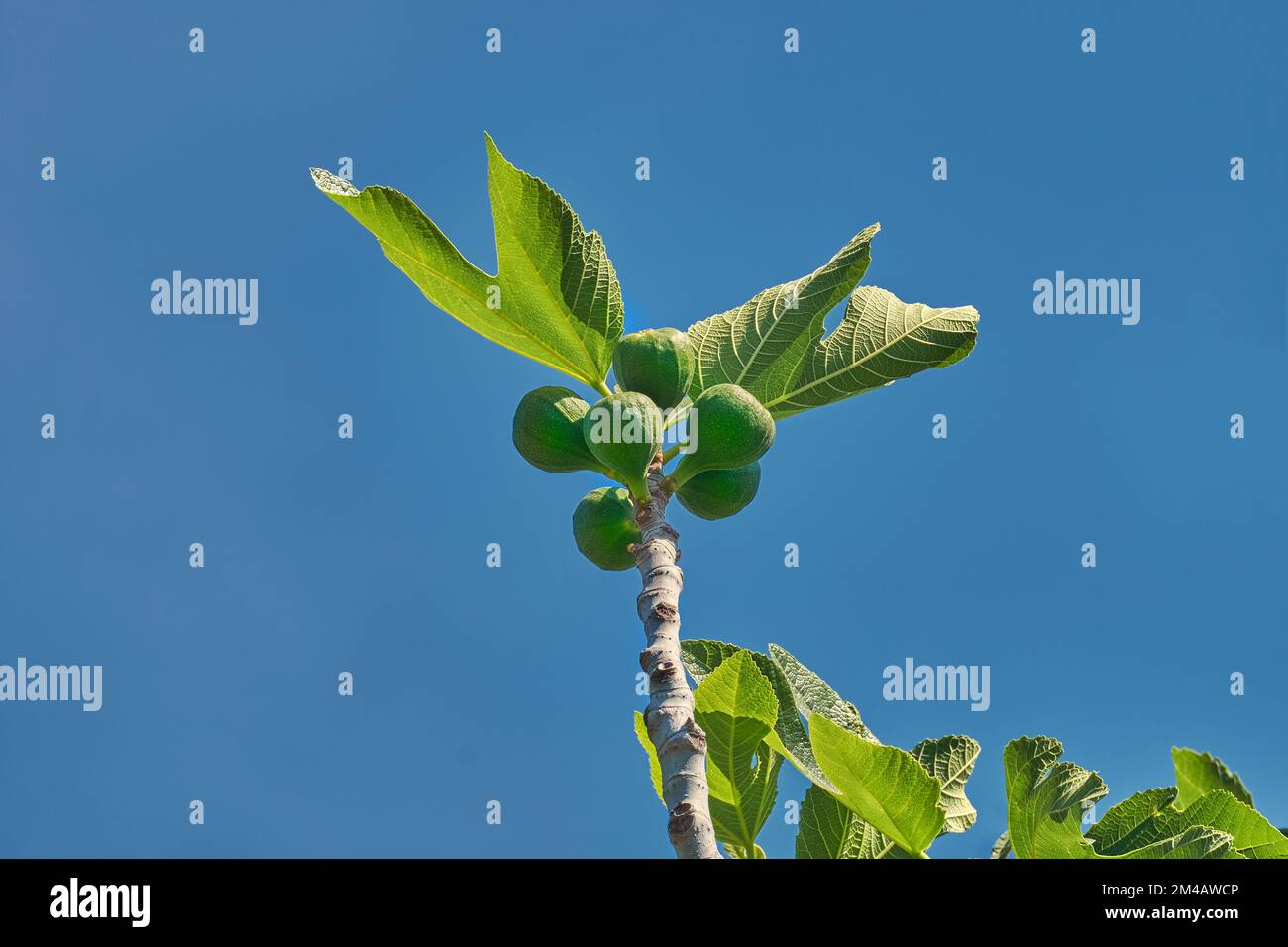 Edible fig tree hi-res stock photography and images - Alamy