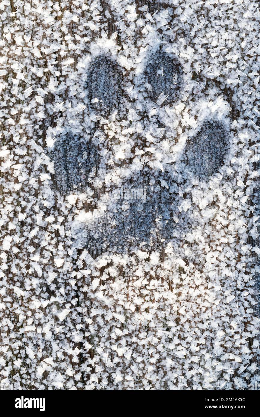 Clear traces of a dog in the winter in the snow Stock Photo - Alamy