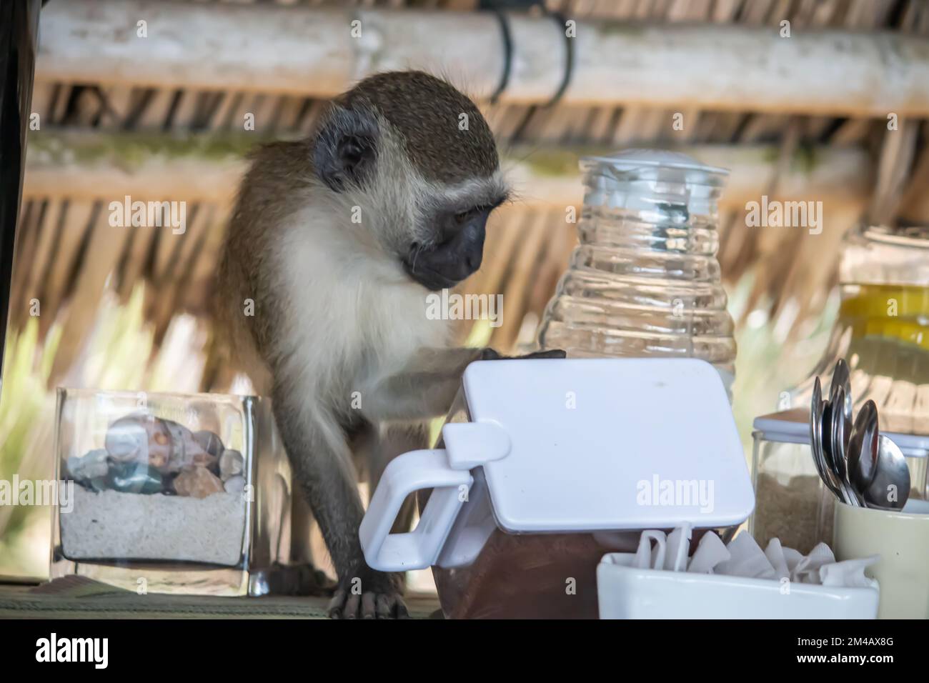 Monkey, uninvited guest at breakfast in tropical resort checking food ...