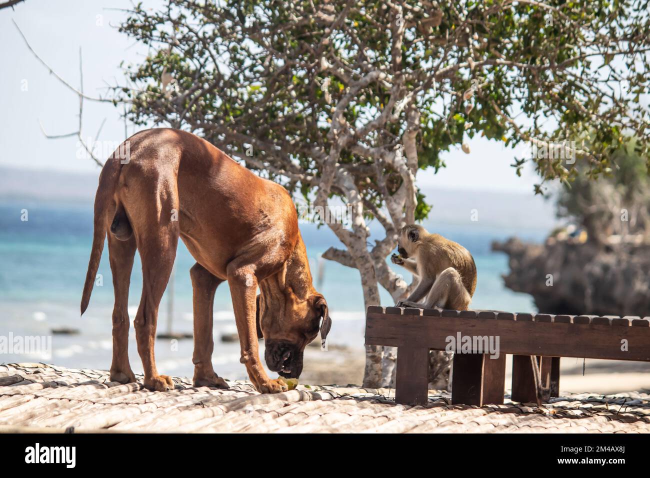 Monkey and dog as best fiends cheerfully playing at the beach of the ...