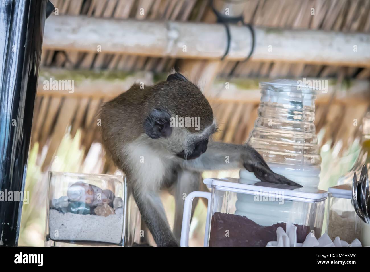 Monkey, uninvited guest at breakfast in tropical resort checking food ...