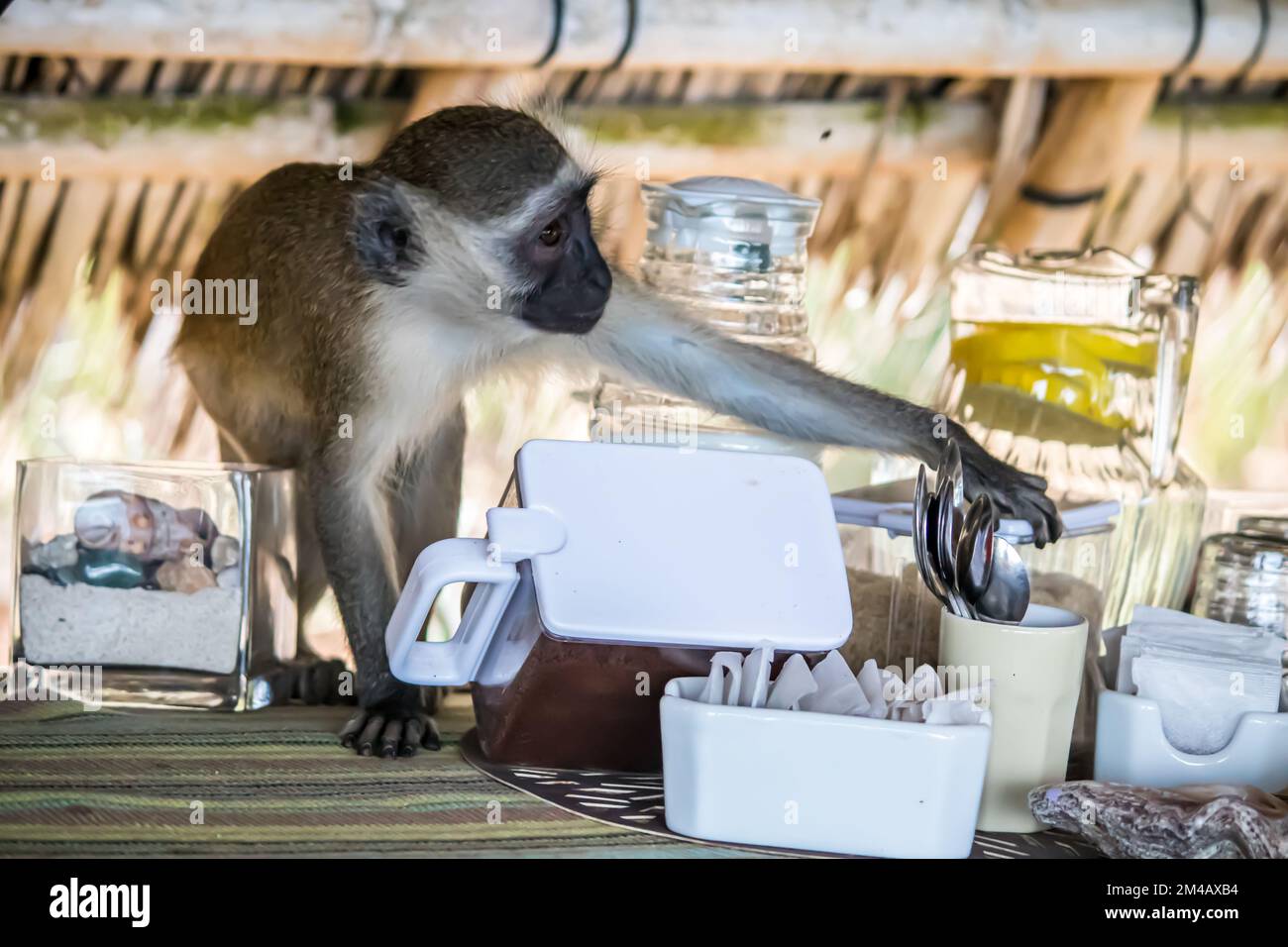 Monkey, uninvited guest at breakfast in tropical resort checking food ...
