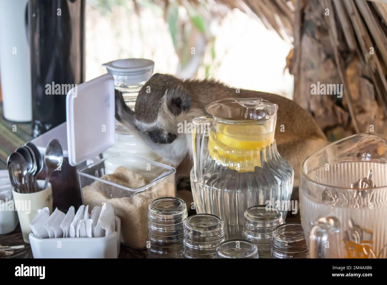 Monkey, uninvited guest at breakfast in tropical resort checking food ...