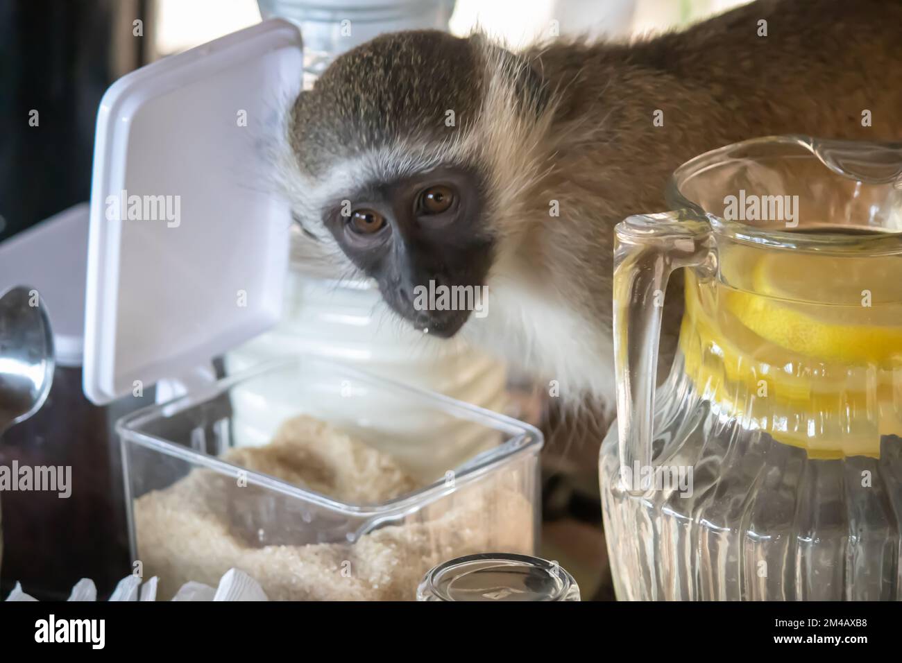 Monkey, uninvited guest at breakfast in tropical resort checking food ...