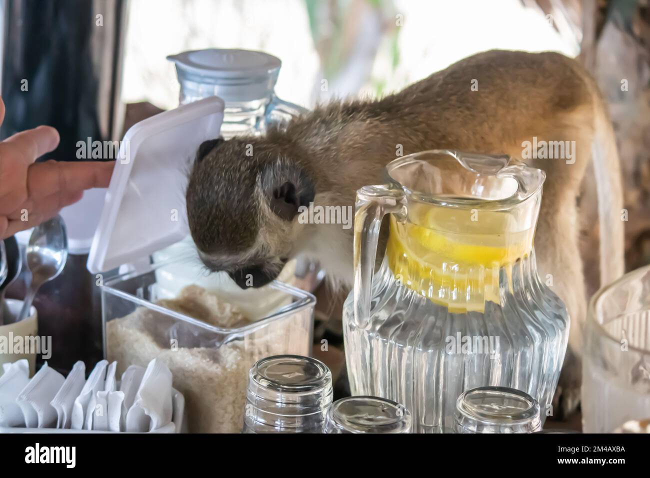 Monkey, uninvited guest at breakfast in tropical resort checking food ...