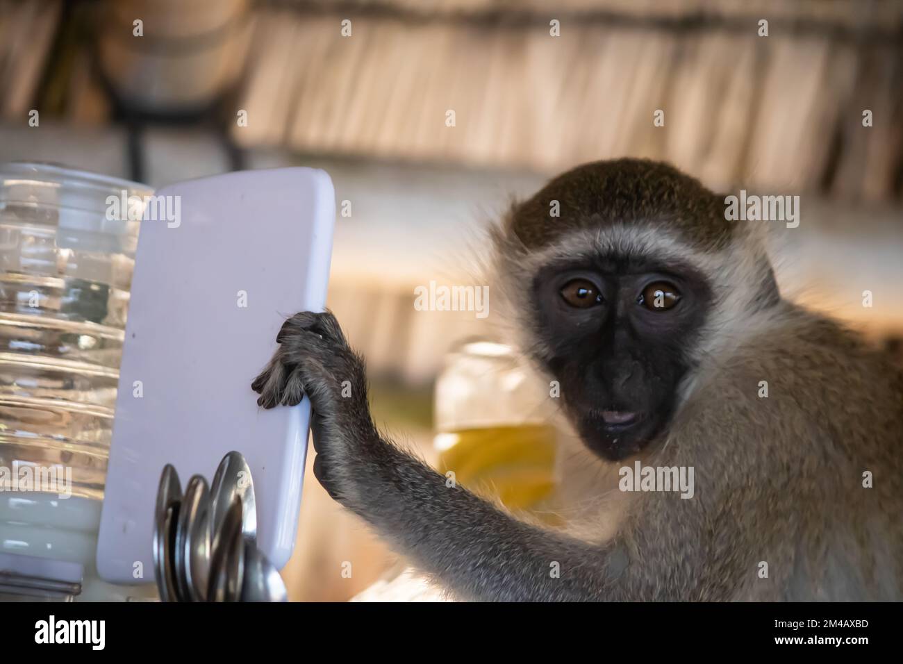 Monkey, uninvited guest at breakfast in tropical resort checking food ...