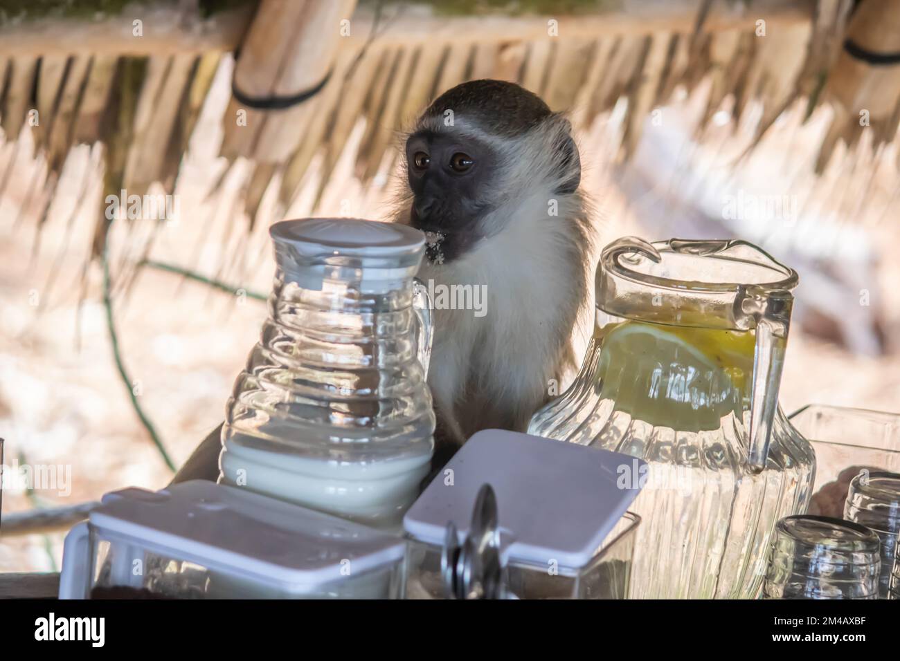 Monkey, uninvited guest at breakfast in tropical resort checking food ...