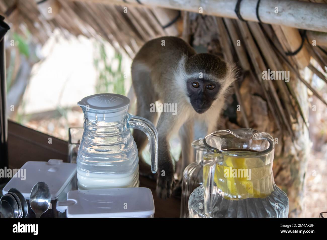 Monkey, uninvited guest at breakfast in tropical resort checking food ...
