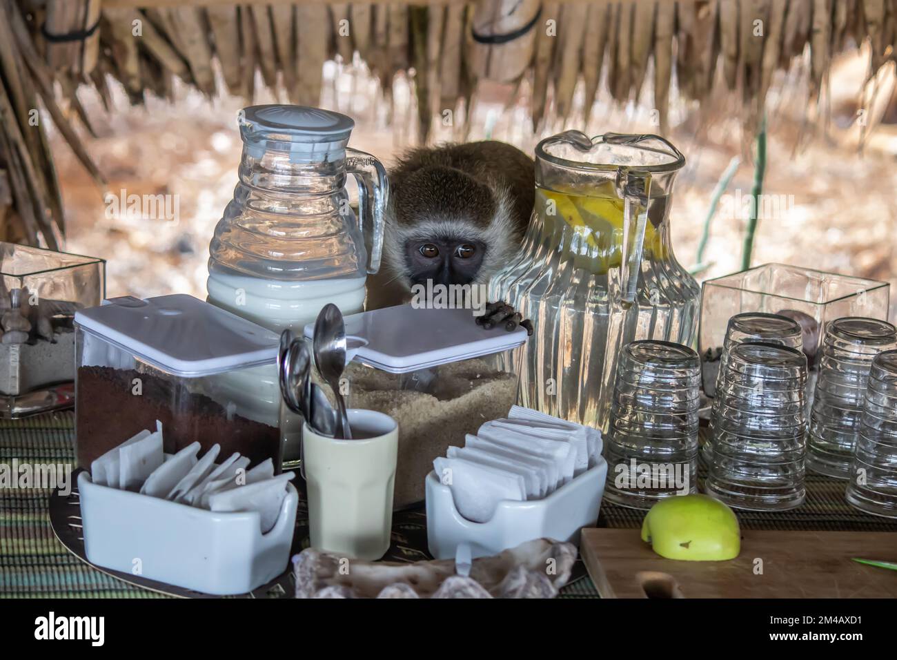 Monkey, uninvited guest at breakfast in tropical resort checking food ...