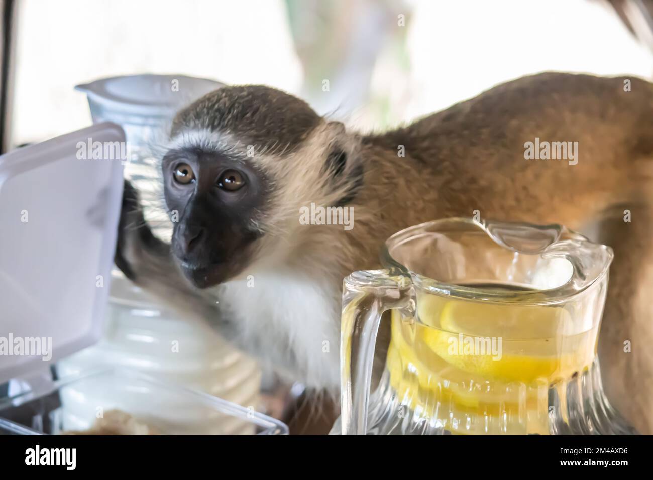Monkey, uninvited guest at breakfast in tropical resort checking food ...