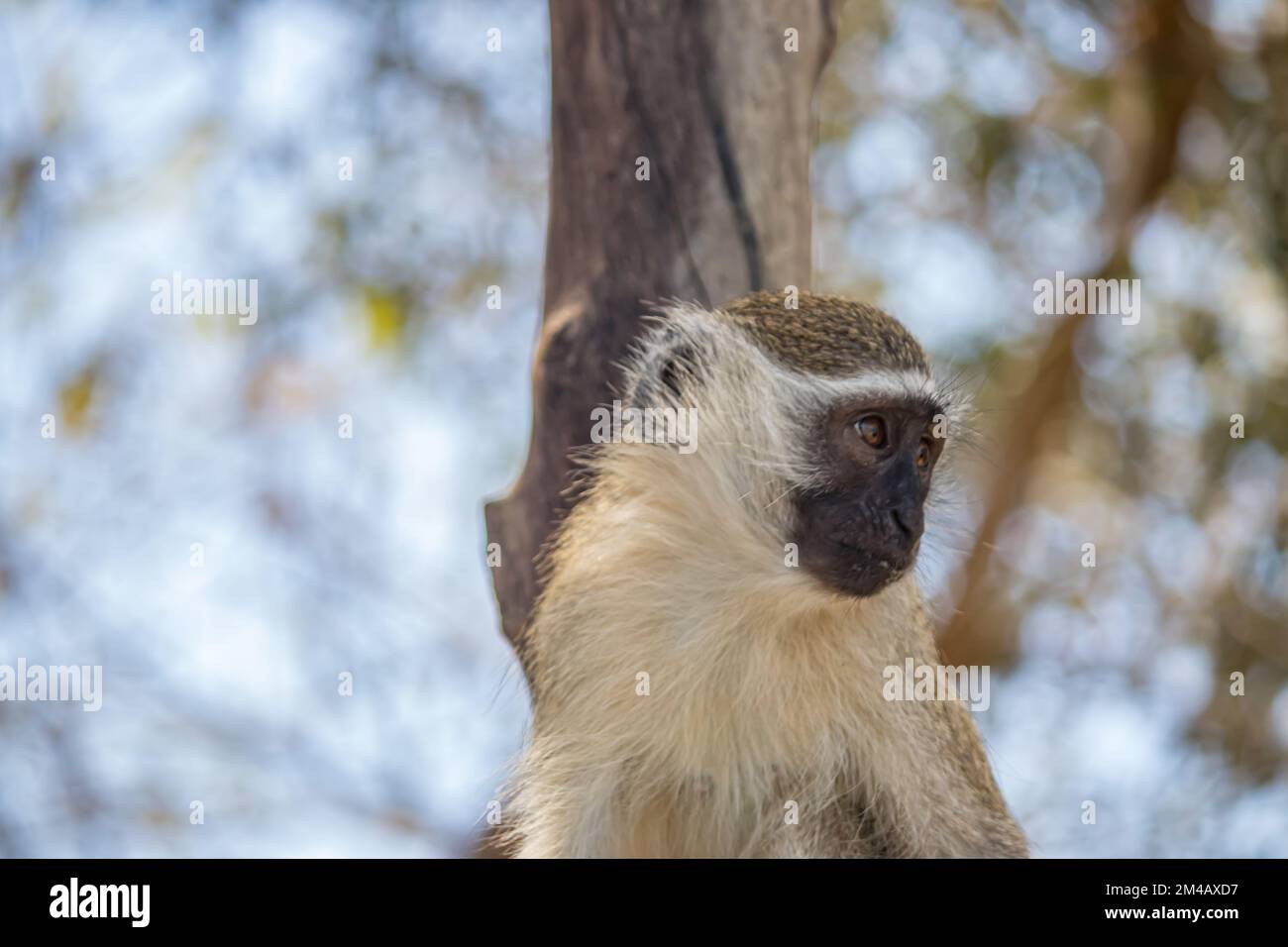 Adorable African Monkey playing at the beach in tropical resort at the ...