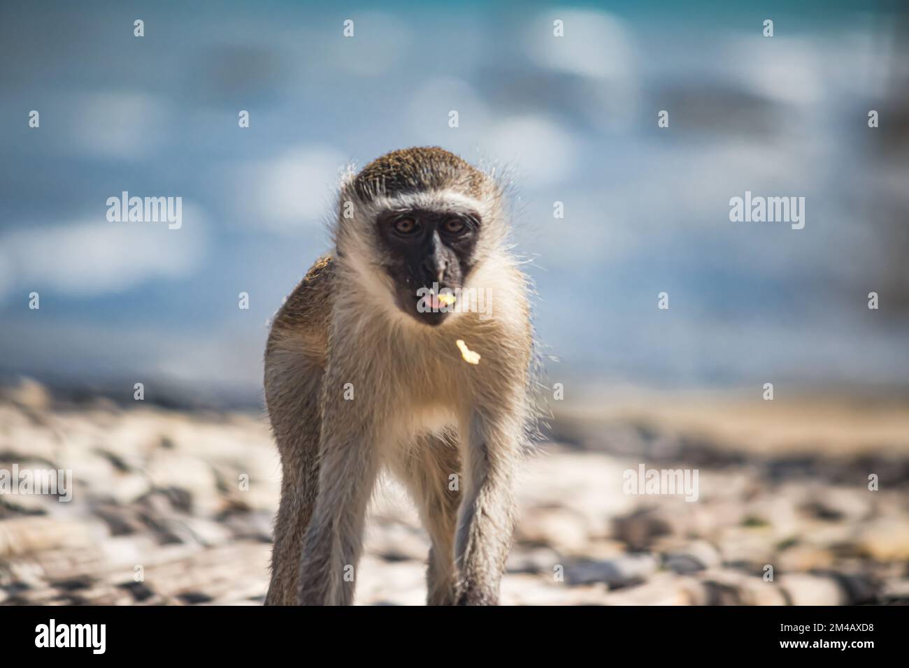 Adorable African Monkey playing at the beach in tropical resort at the ...