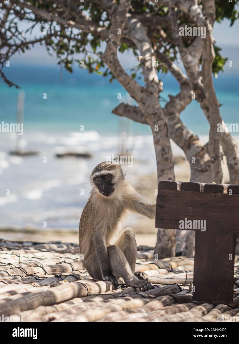 Adorable African Monkey playing at the beach in tropical resort at the ...