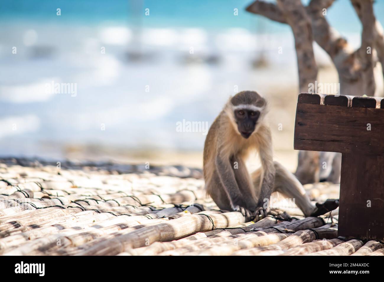 Adorable African Monkey playing at the beach in tropical resort at the ...