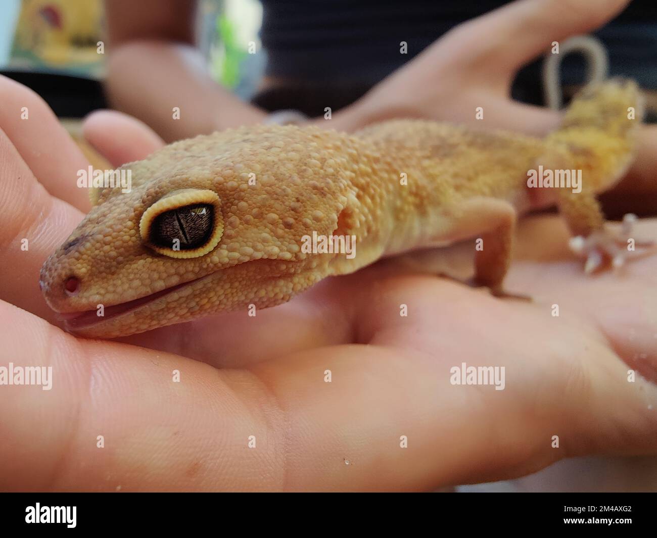 Gecko and hand hi-res stock photography and images - Alamy