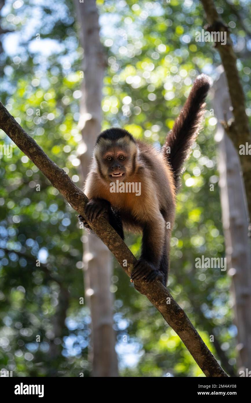 A vertical shot of a golden-bellied Capuchin on a tree in a forest ...