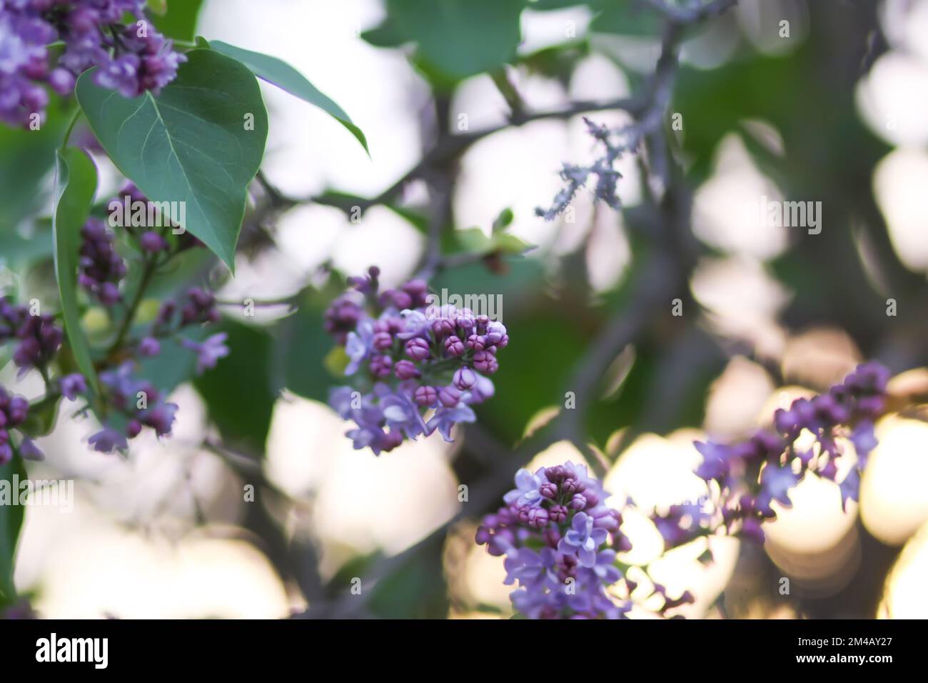Lilac flowers. Syringa vulgaris plant in flowering season Stock Photo ...