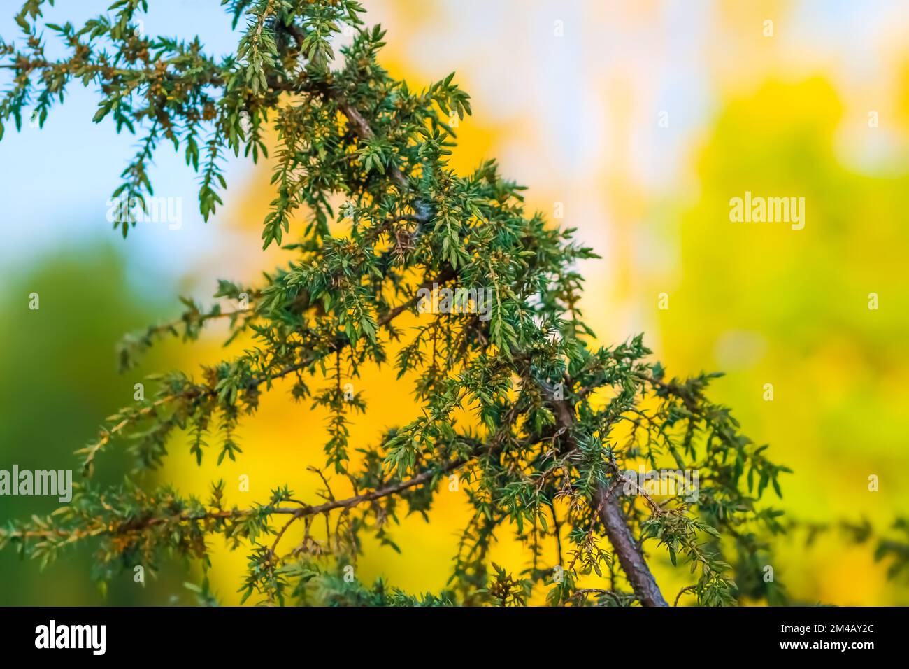Juniper evergreen tree close up Stock Photo - Alamy