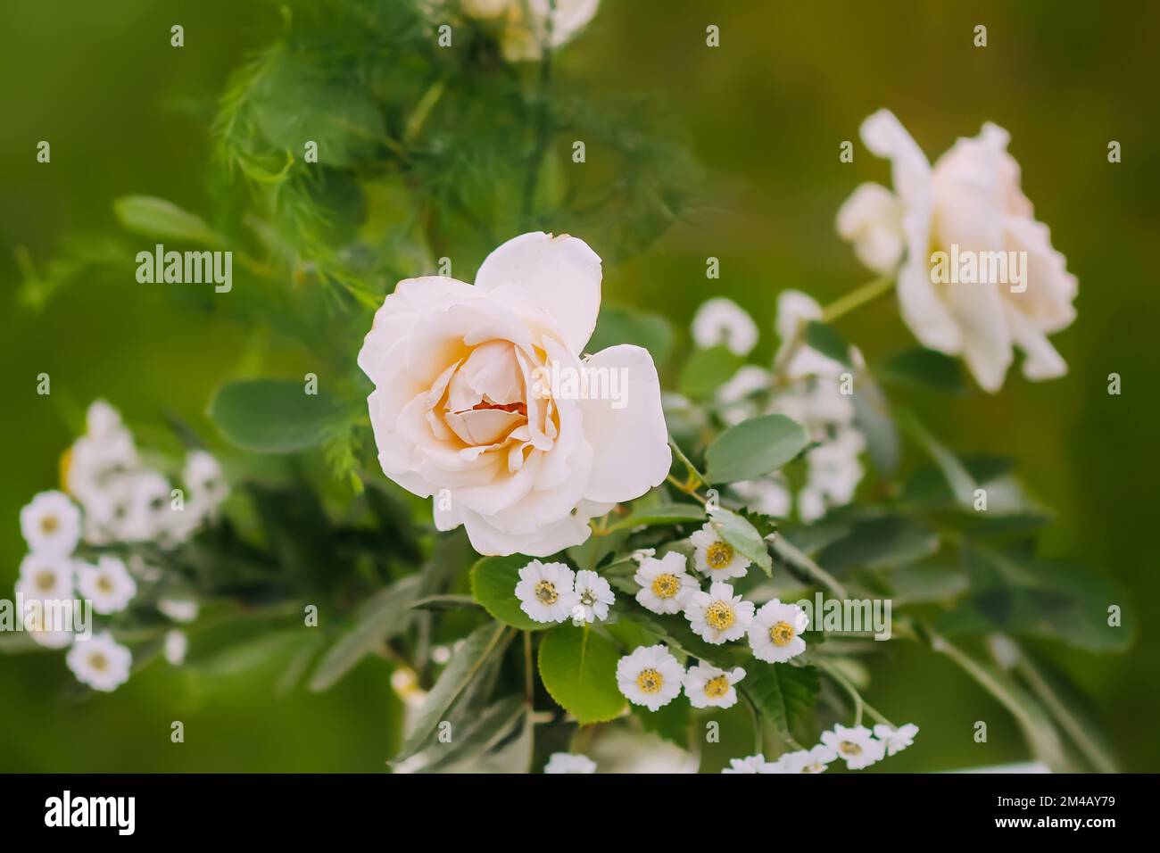 Beautiful rose flowers close up Stock Photo - Alamy